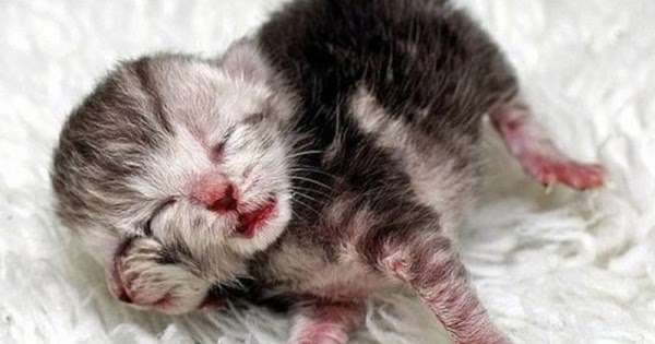 Two-Headed Kitten Quasimodo Is Born and It Meows From Both Mouths! - We ...