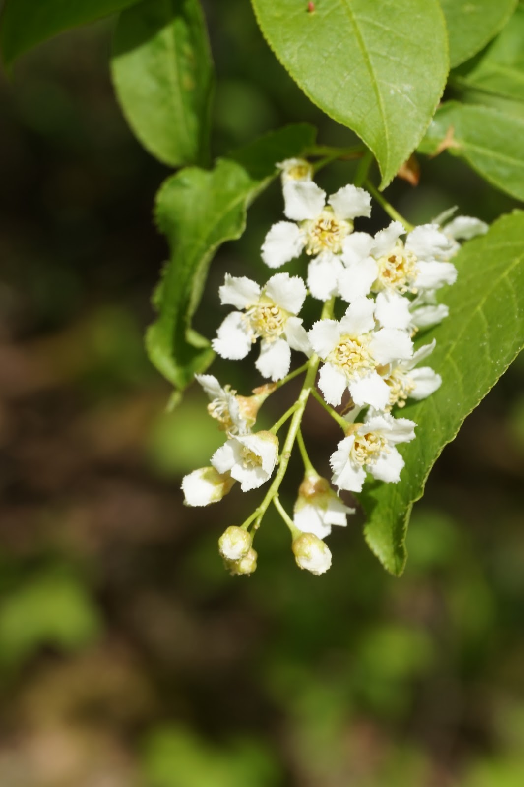 Oma tupa, tontti ja lupa: Nyt kukkivat tuomi, helmililjat ja lemmikit