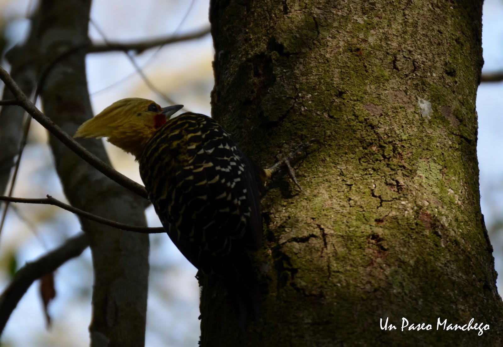 Un Paseo Manchego: Carpintero de copete amarillo; Celeus flavescens.