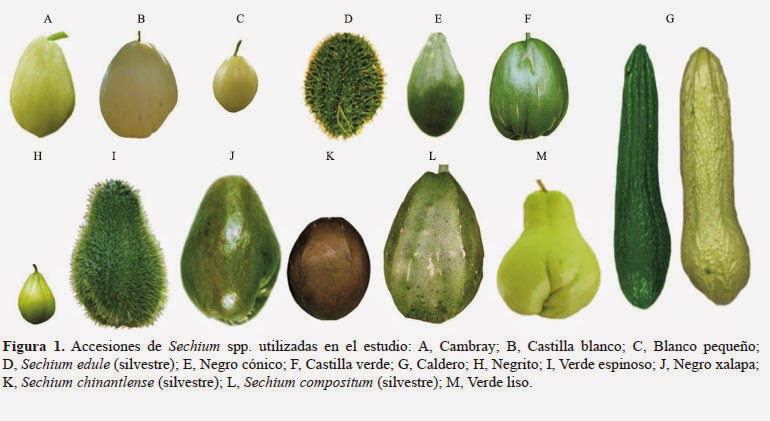 Yo No Soy Cocinero...: Caigua, papa del aire, chayote