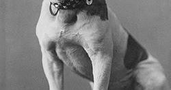 Famous Dogs in History: Handsome Dan: Yale's Famous Mascot
