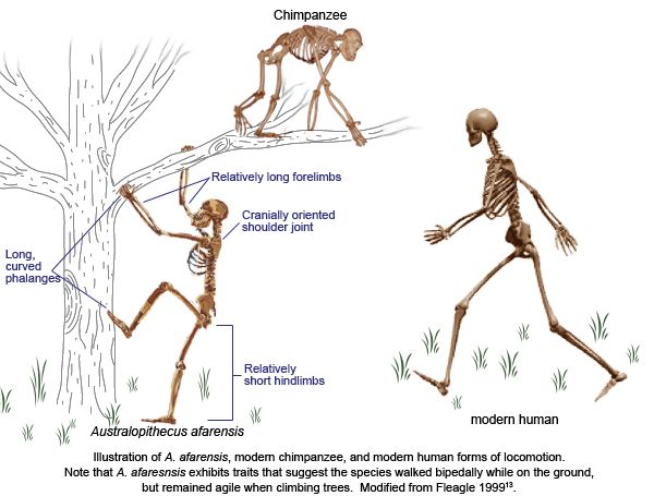 Mr. Goldstein's Classroom Blog: Comparing Homo Sapiens to ...