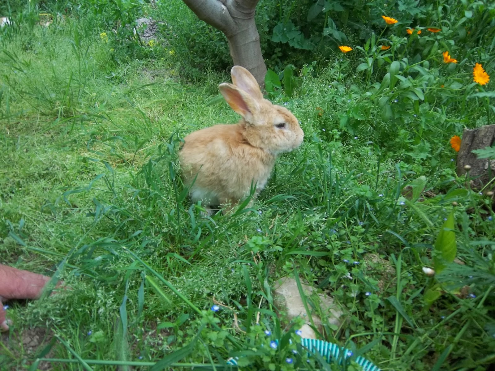 τροφες-ζωα: ΚΟΥΝΕΛΙΑ