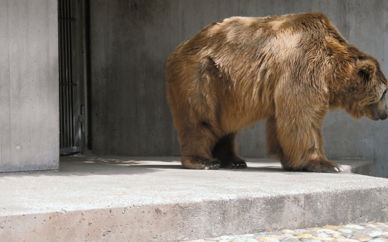 Fotografías de osos divertidos en el bosque