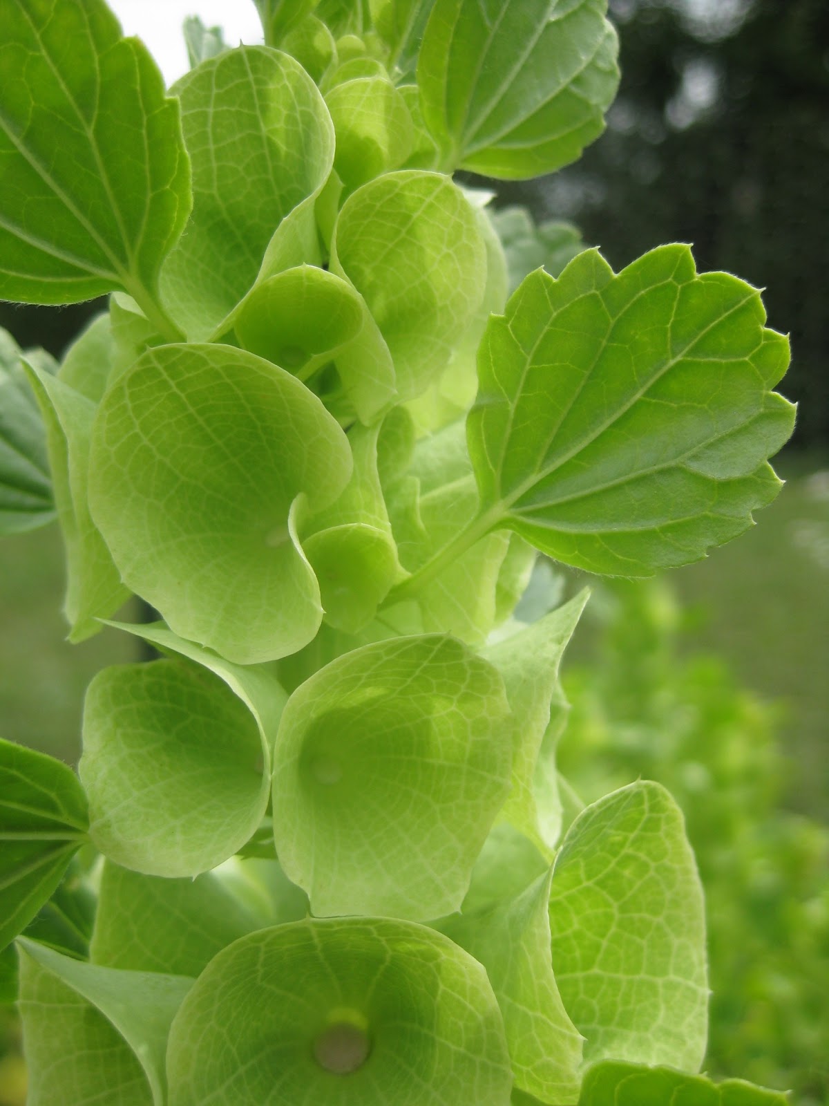 Wallpaper-HD-Blog: Bells Of Ireland