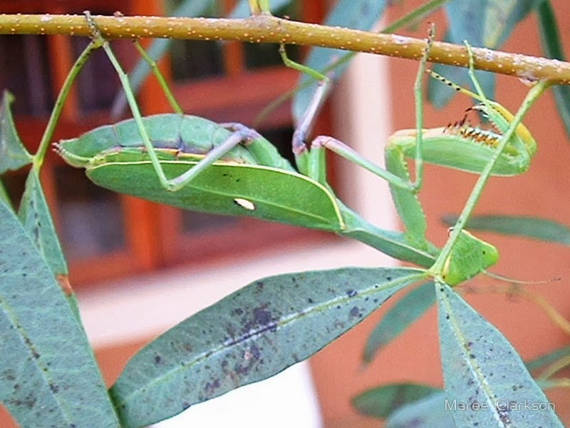 Hedgie's Nature Journal : Praying Mantis in my garden
