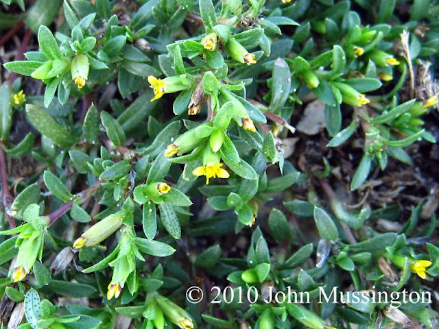 LESSER ANTILLES PLANTS ANGIOSPERMA: ASTERACEAE TRIBU TAGETEAE GAMOPÉTALAS