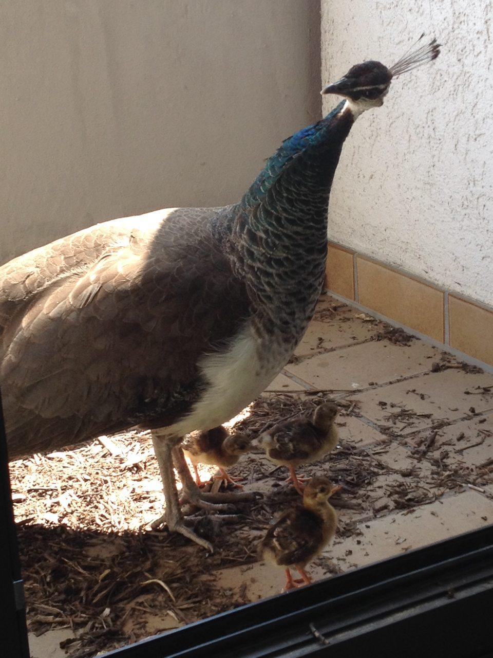 Shree Peetha Nilaya New Peacock Chicks