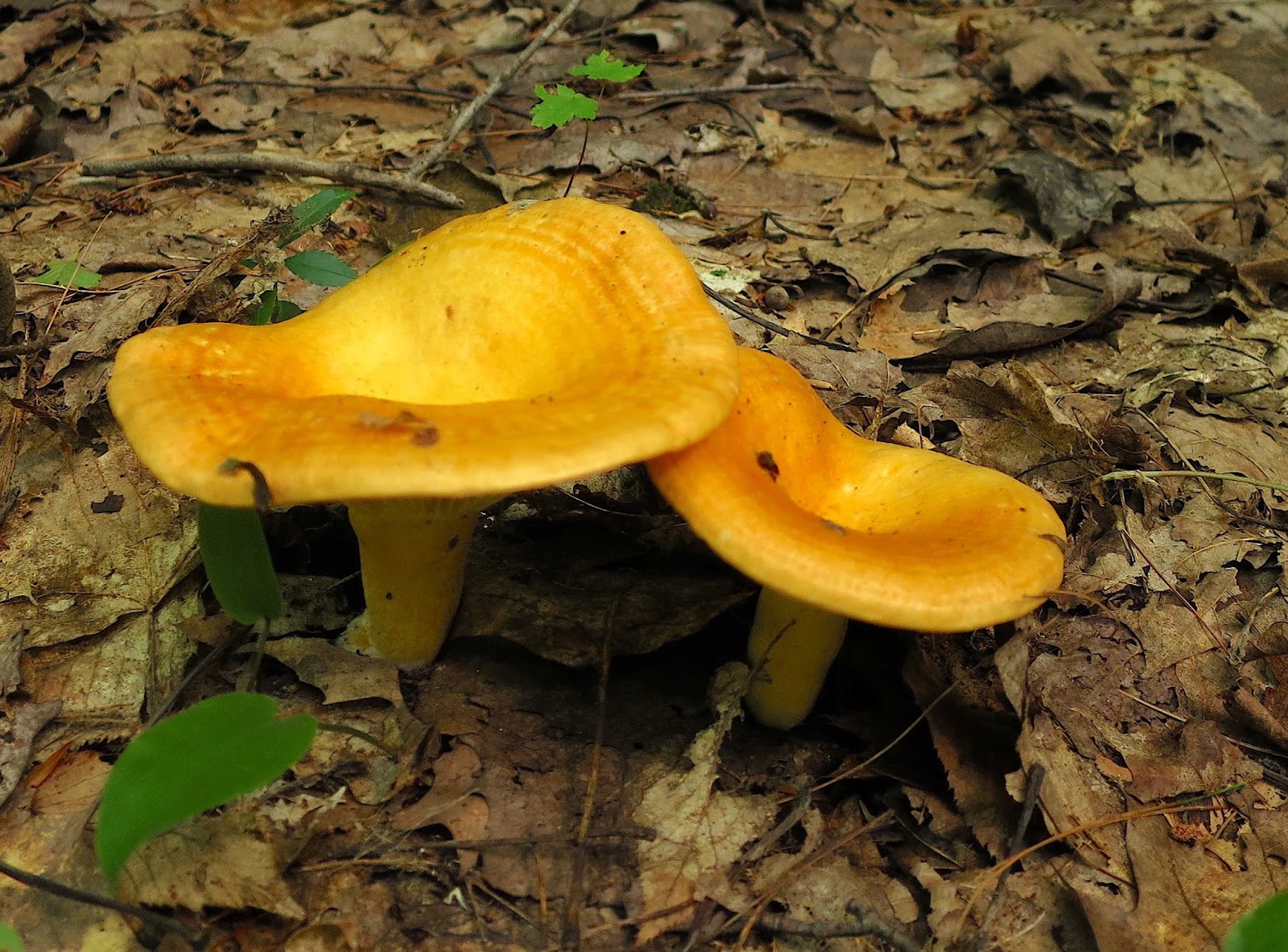 Saratoga woods and waterways: A Fungus Festival at Orra Phelps