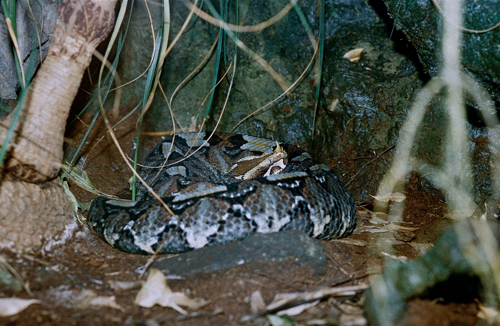 Real Monstrosities: Rhinoceros Viper