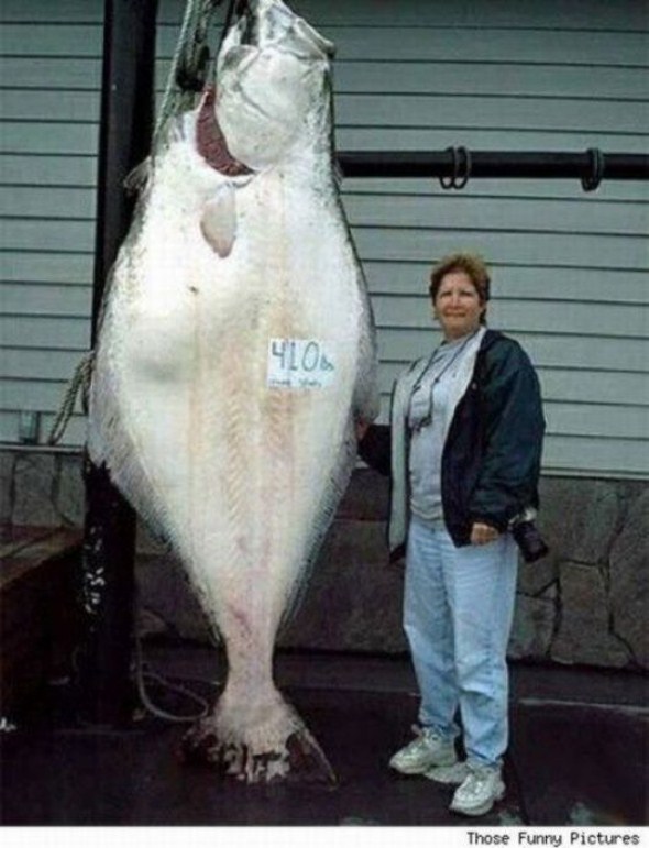 World's Most Extraordinary and Biggest Fish ~ Somethin Bizarre