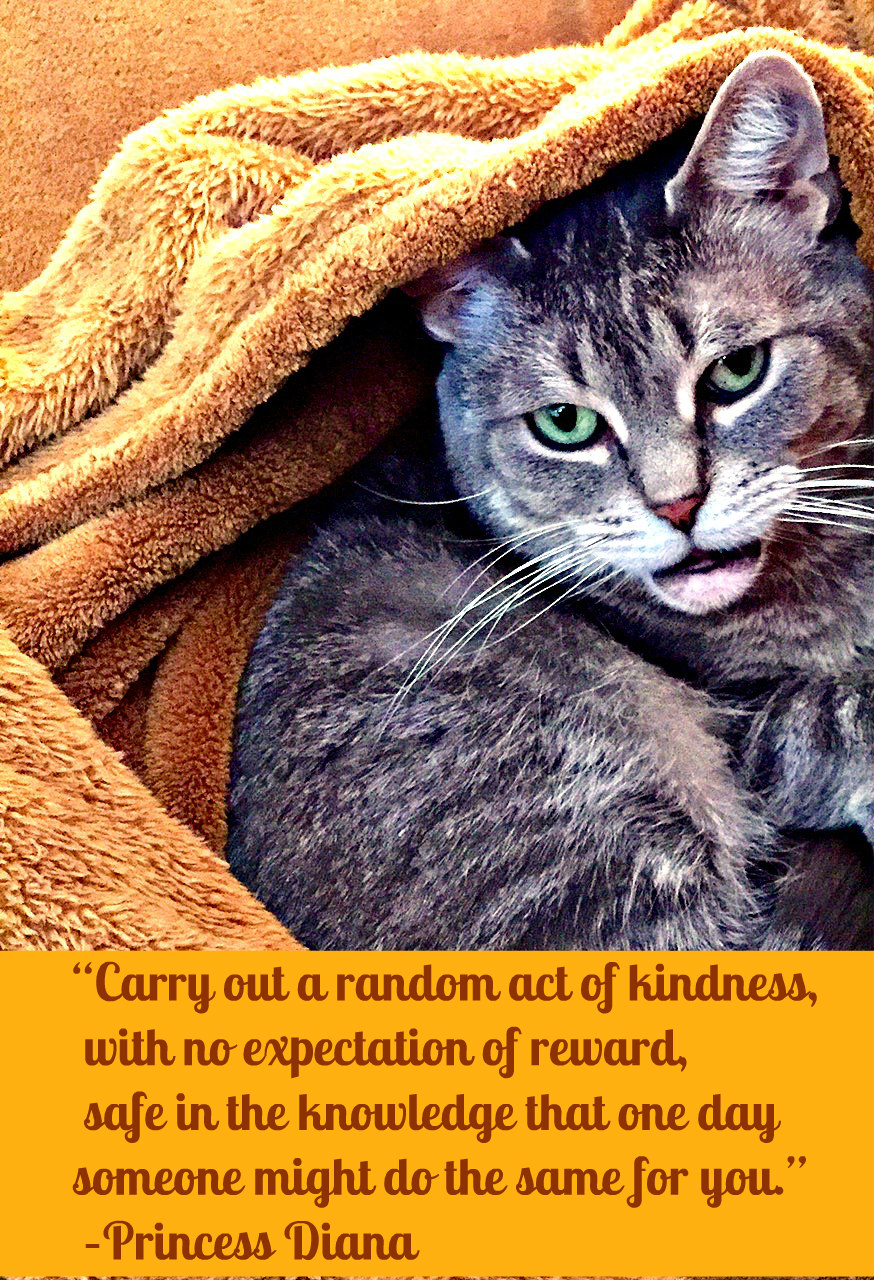 Cat and DOG Chat With Caren: World Kindness Day 2018