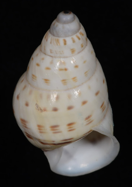 Dr. Lee's Gallery Museum: Amphidromus kuehni 33.08mm