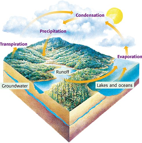 Cycles of Nature: The Water Cycle