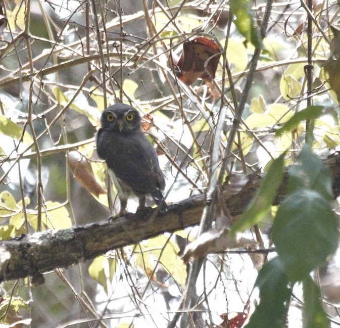 Stuart Marsden's Conservation Research Group: Using acoustic monitoring ...