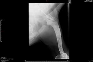 Radiodiagnóstico Veterinário: Pastor Alemão, macho, 10 meses