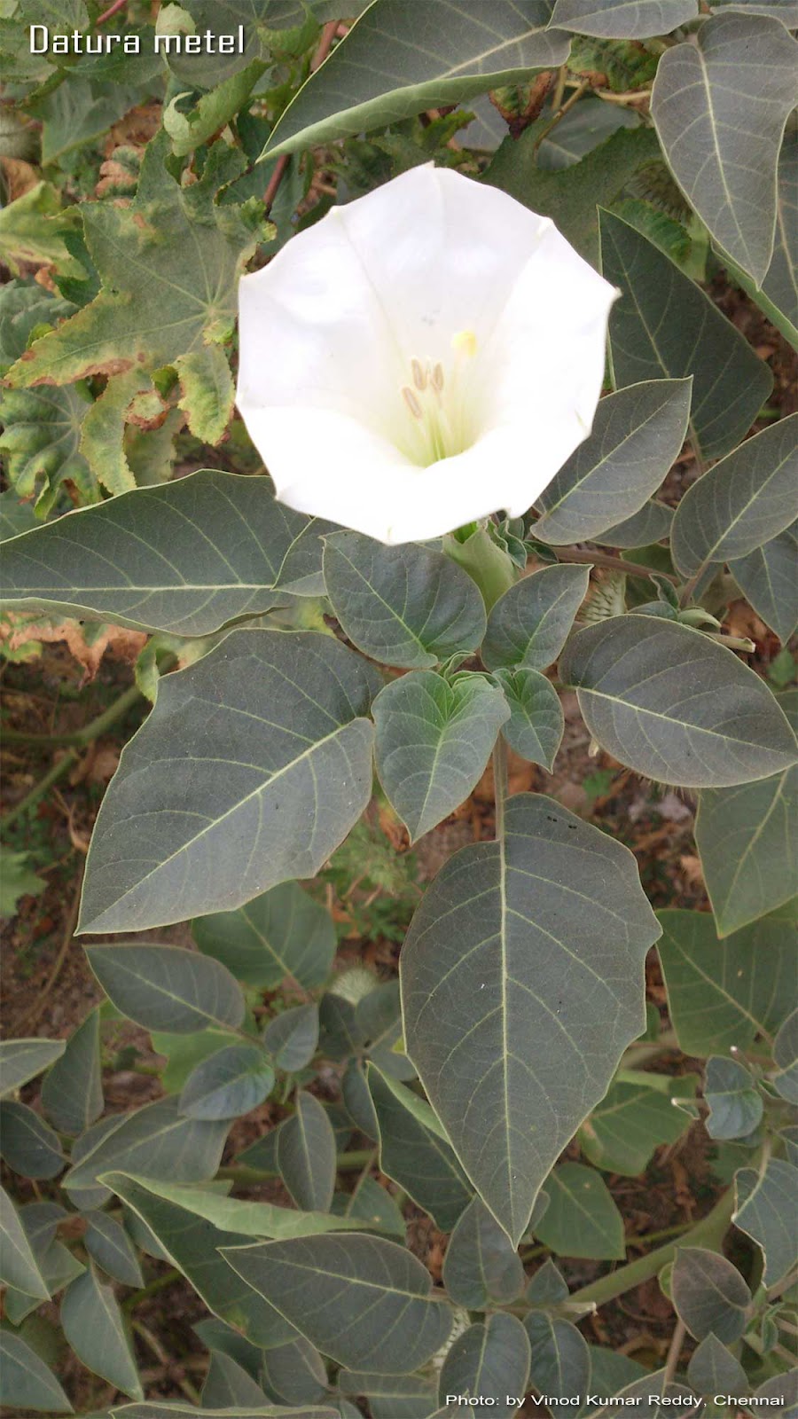 Medicinal Plants: Datura metel, Dhustura, Ummetta, Umattai
