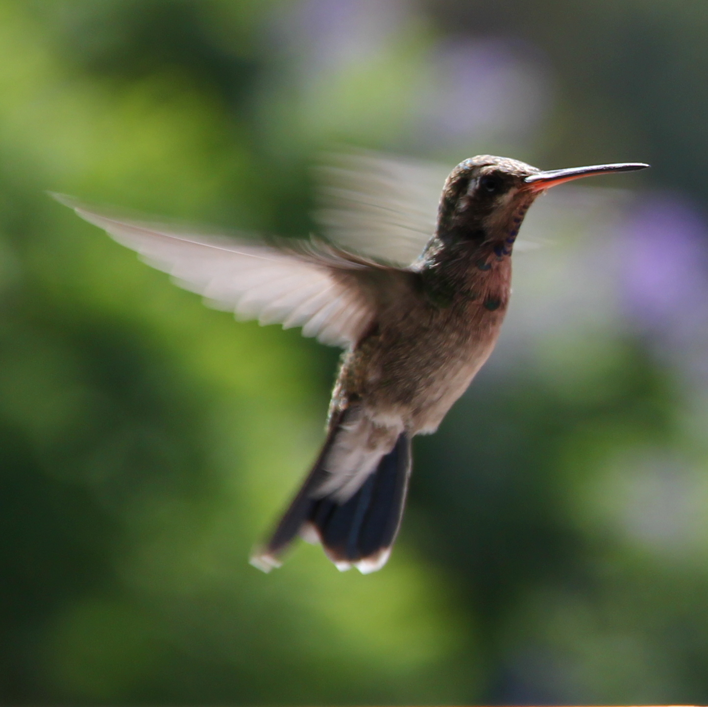 ¿A quién le interesa?: Colibríes...