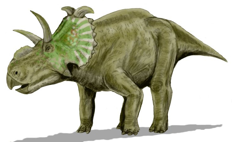 FAMILIA CERATOPSIDAE: DINOSAURIOS: FAMILIA CERATOPSIDAE