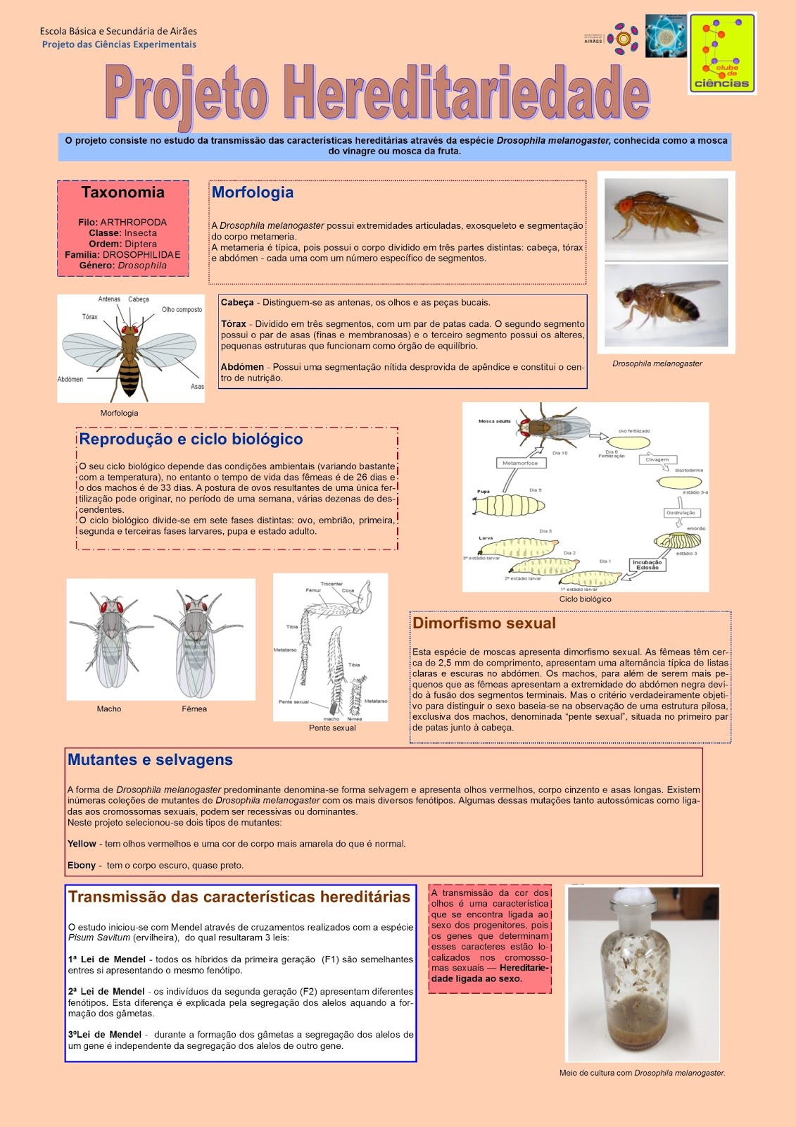 Projeto Ciências Experimentais: HEREDITARIEDADE