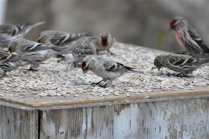 Ottawa Area Birding: The Greenbelt Trails – Ottawa West with Tony Beck