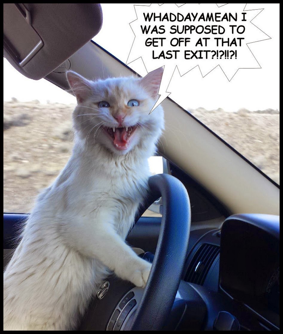 Chuck's Fun Page 2: Hey hey hey - it's Caturday! (15 images)