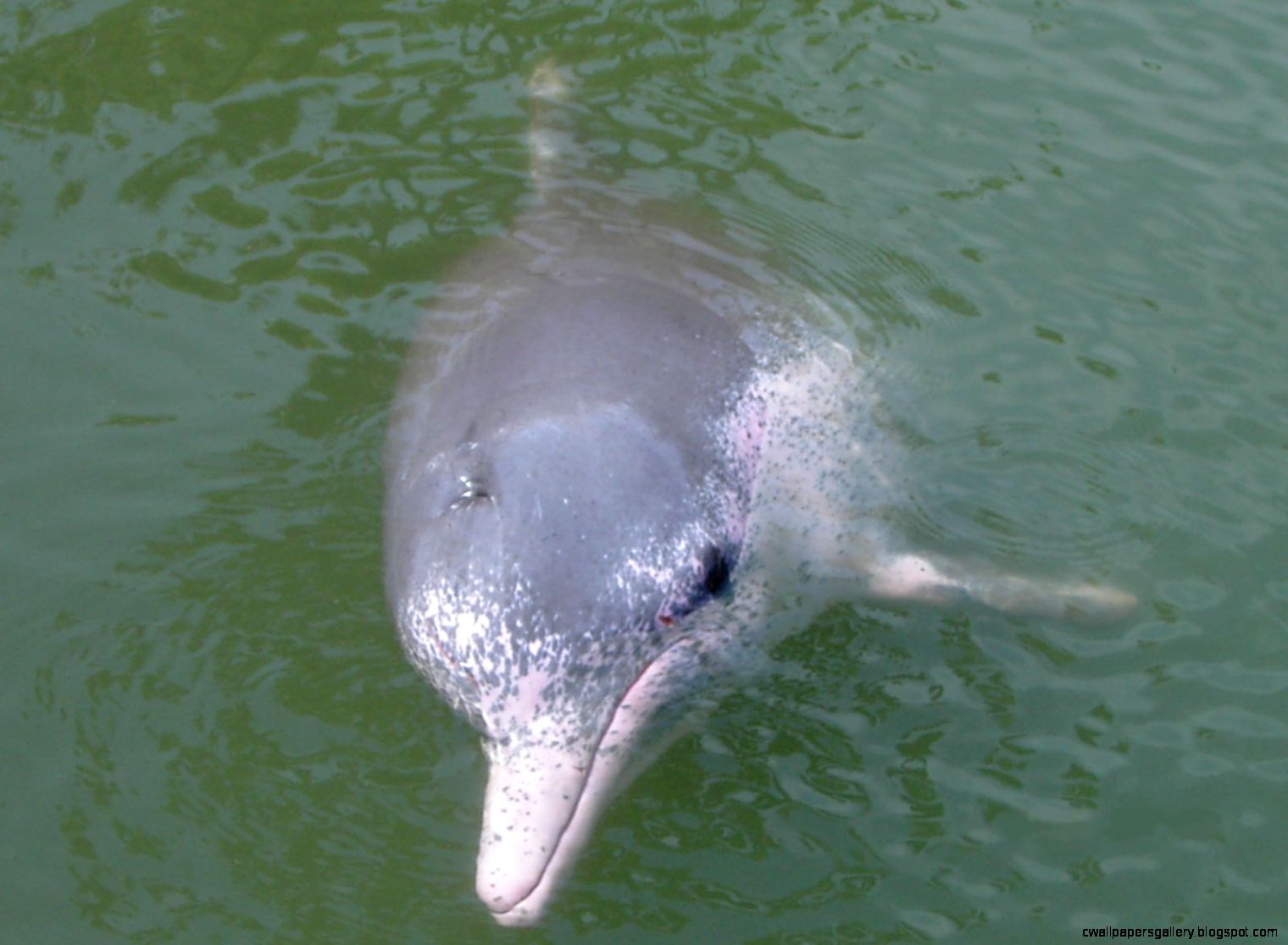Amazon Pink River Dolphin Facts | Wallpapers Gallery
