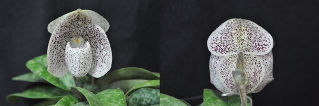 PaphYeo: Paph Muriel Constance and White Sturgeon