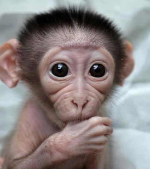 Fotos engraçadas de macacos | BloG del Coitado