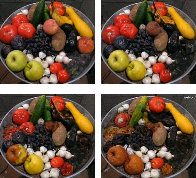 Fruit And Vegetable Decomposition in 74 Days | Wonderful World Of Pictures