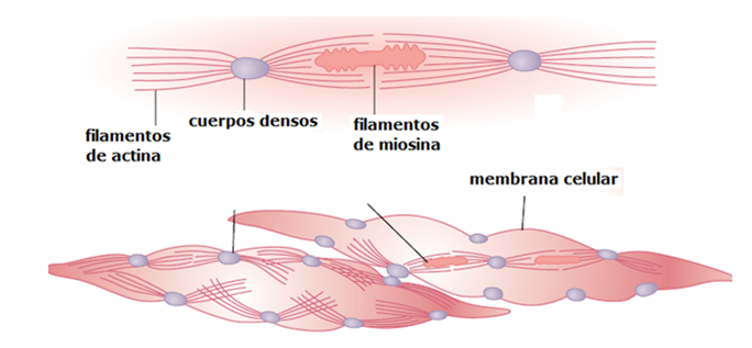 FISIOLOGÍA GENERAL: DIGESTIÓN