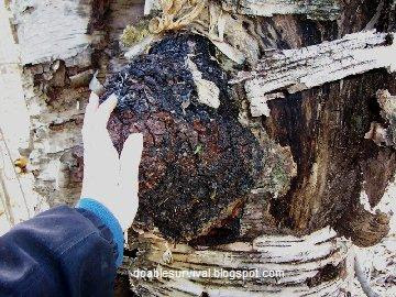 Survival and Preparedness on a Budget: Edible Birch, Chaga