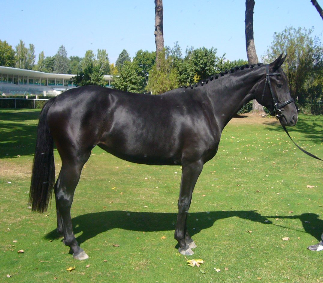 Ies la Bastida - Hípica ( UD 1): UD1 - 1.2 Les races de cavalls ...