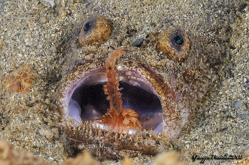 Artes de Pesca: VAMOS A PESCAR RATA PEZ