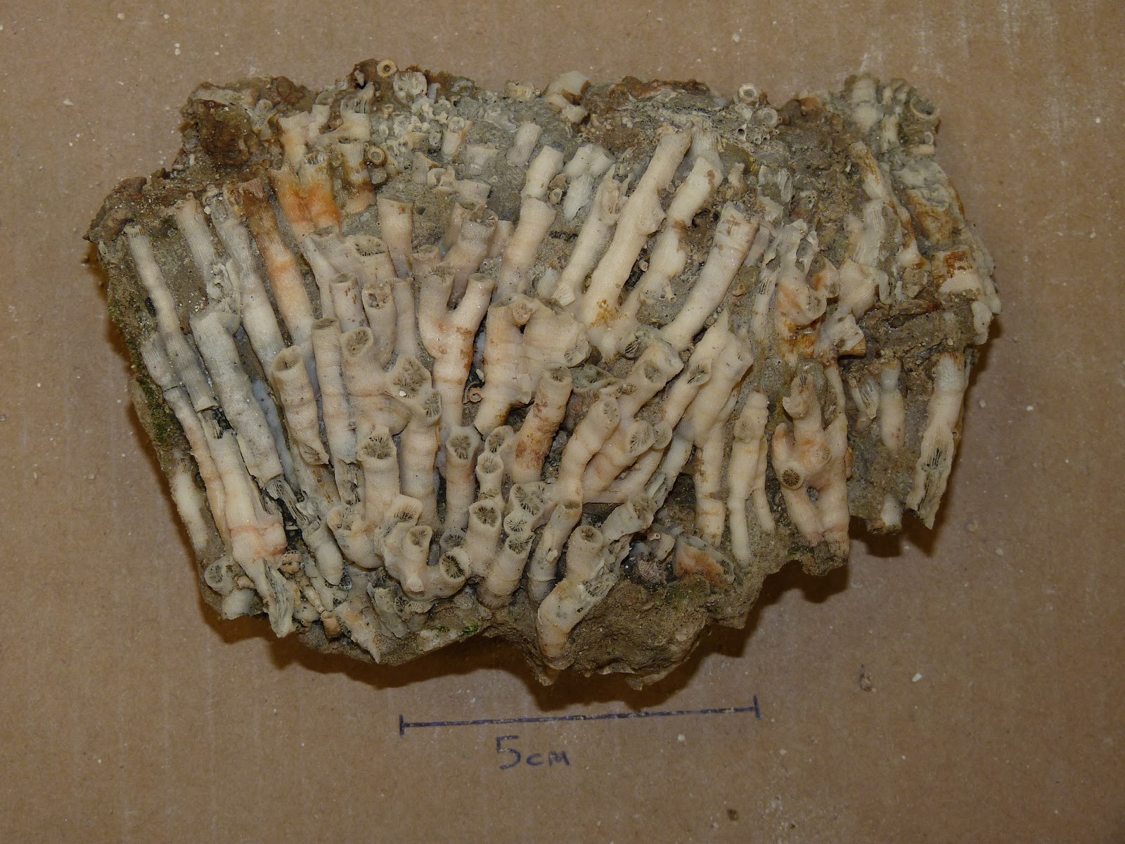 Confusedgeologist: Cladocora caespitosa; from reefs to crystals (in ...