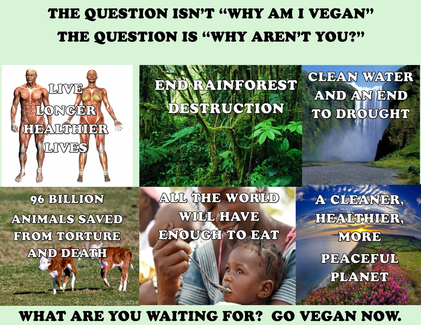 Joy of Vegan: ENVIRONMENTAL MEMES TO SHARE