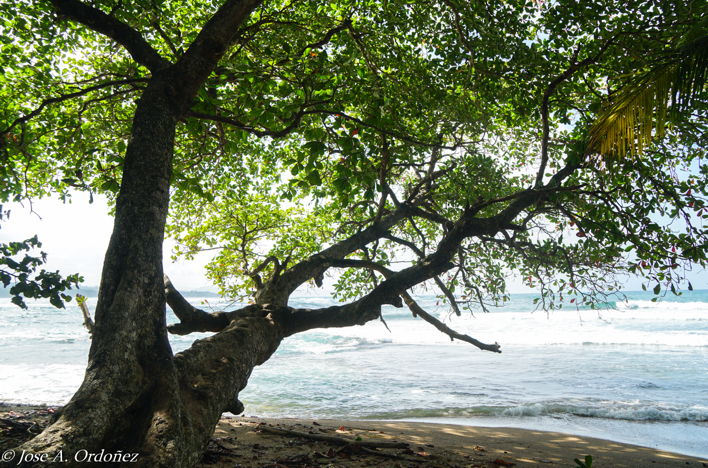 El Jardín de la Barrosa: Viajes recientes. El almendro de playa y el ...