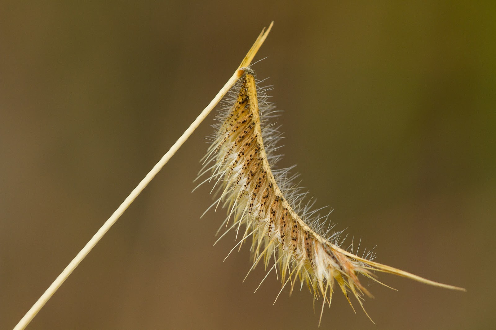 Minnesota Nature & More: Grama Grass