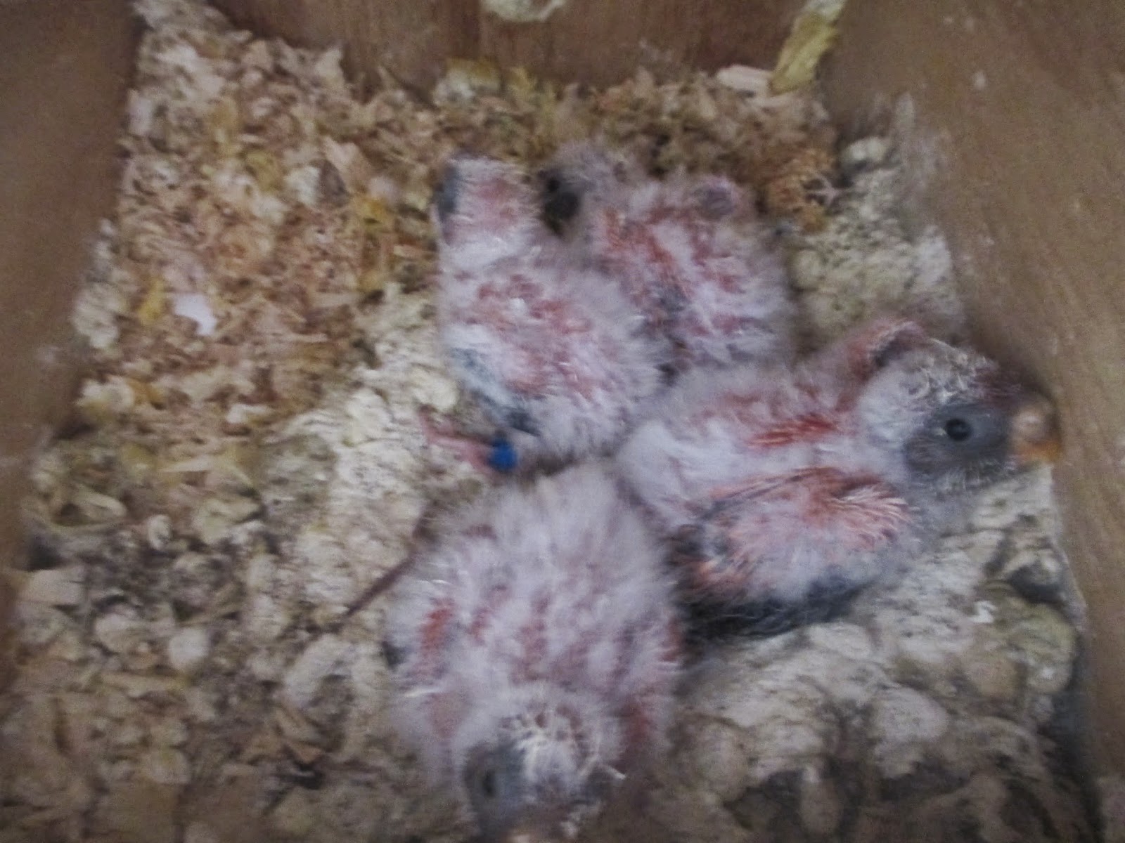 The Splendid Bourke Bird Blog: Hand Feeding Baby Rosy Bourke Parakeets ...