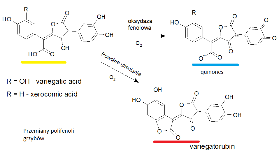 Nowa Alchemia: Dlaczego grzyby sinieją?