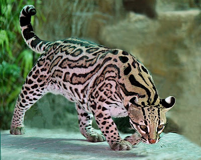 Felinos Salvajes: Ocelote(Leopardus pardalis)