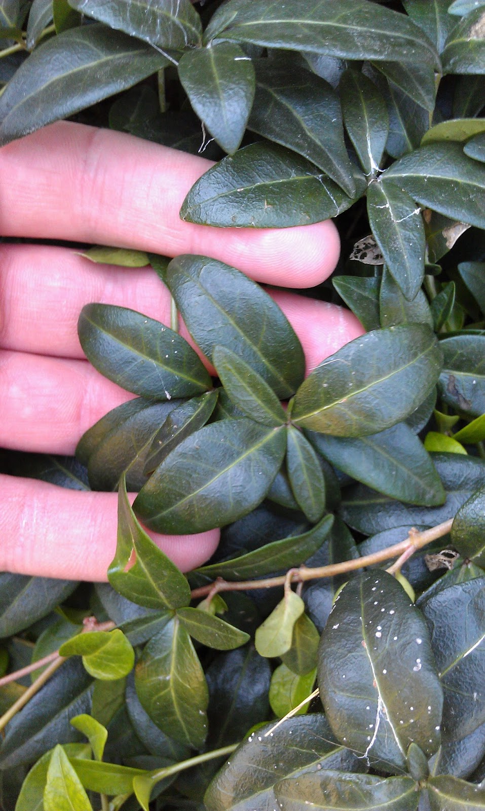 UNL Woody Plants: Vines & Ground Covers