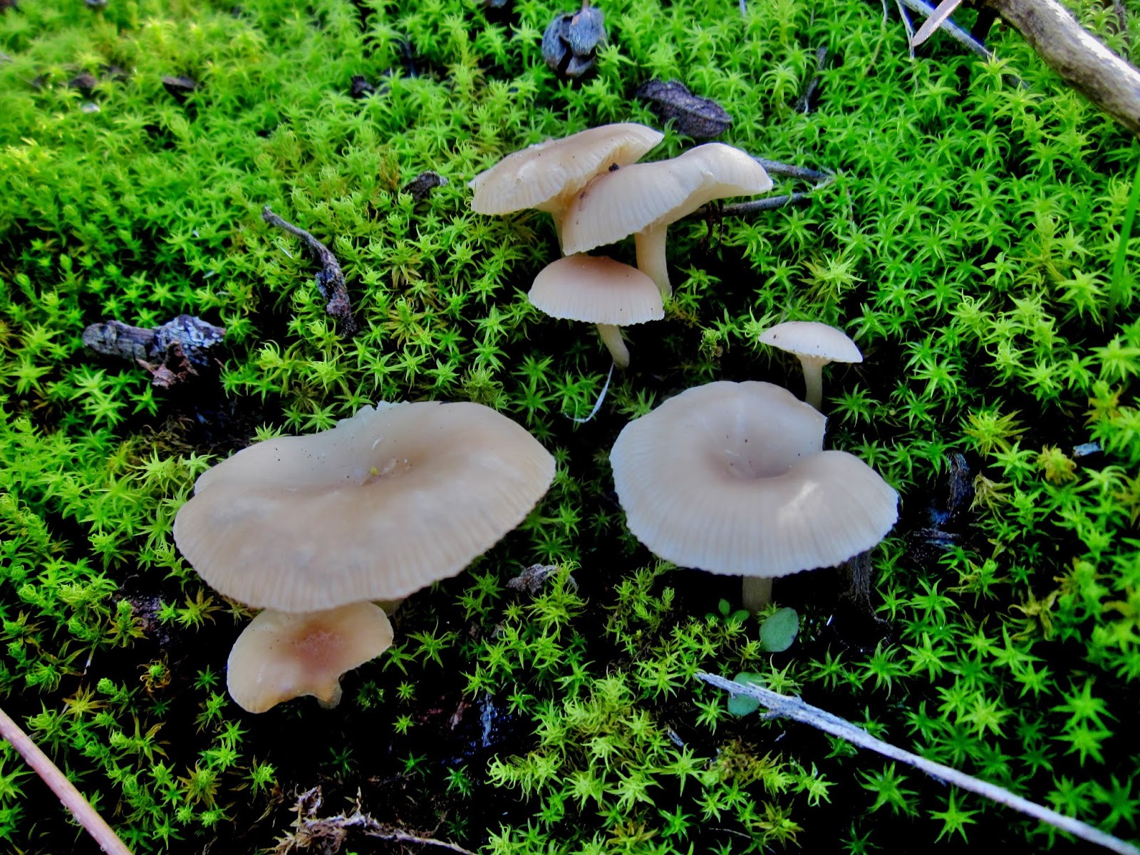 Biodiversity of Cyprus by NGO Protection of the Natural Heritage and ...