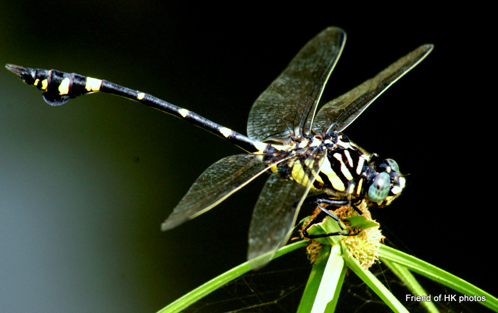 Photographic Wildlife Stories in UK/Hong Kong: Colourful Dragonflies