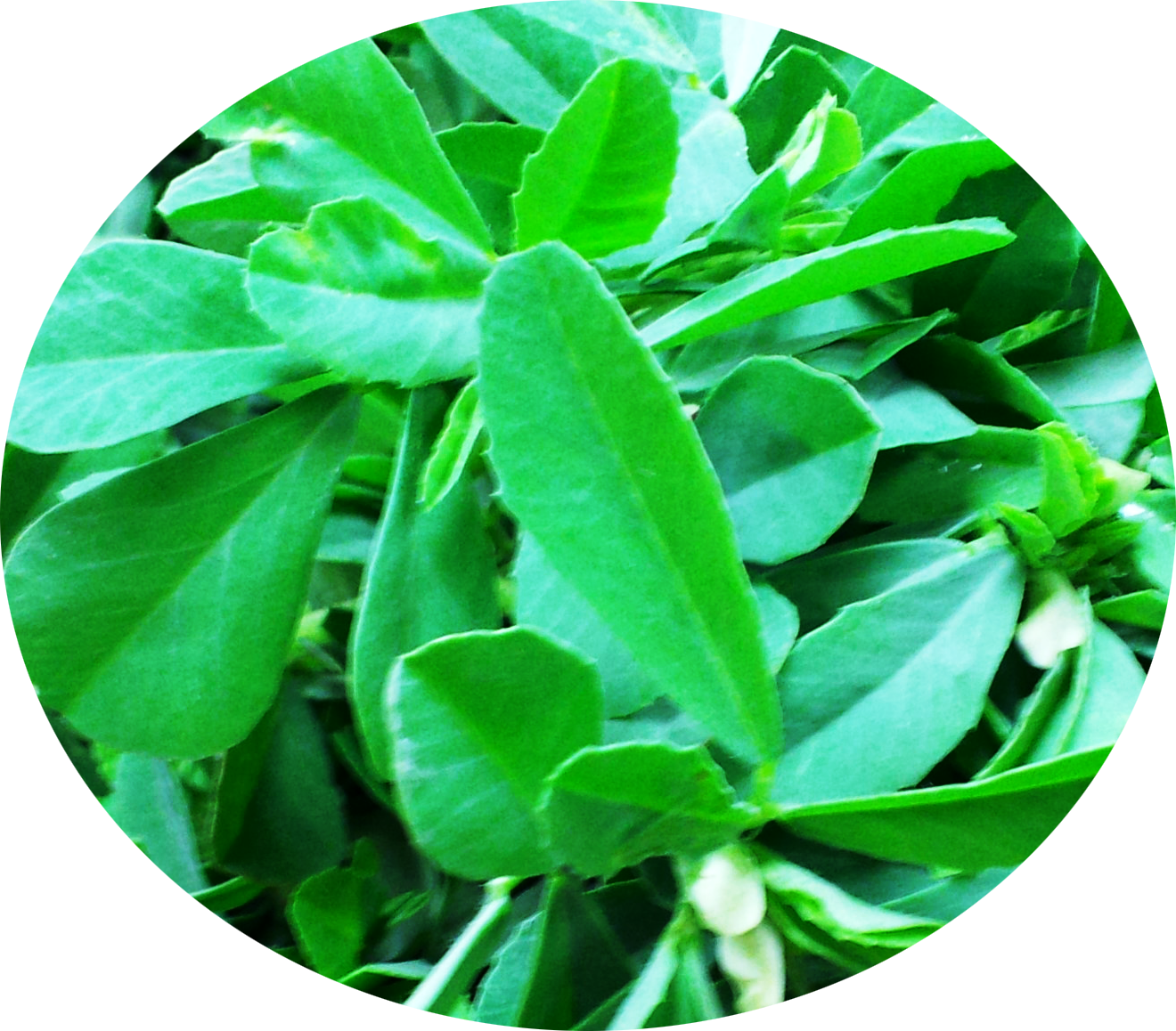 Indian Khana, Made Easy: Herbs & Spices