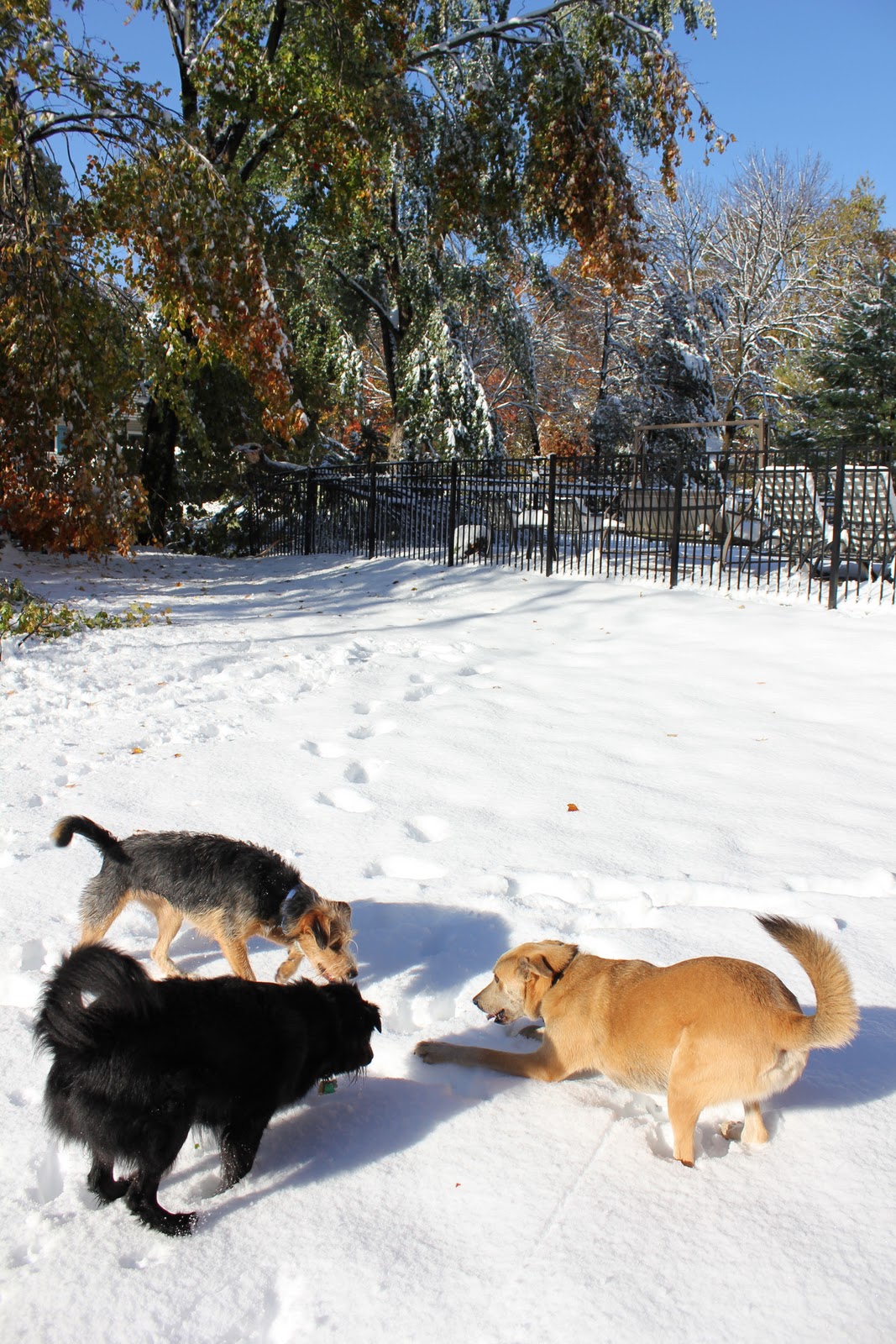 Complete with Dogs...and Cats: Snow. Fall.