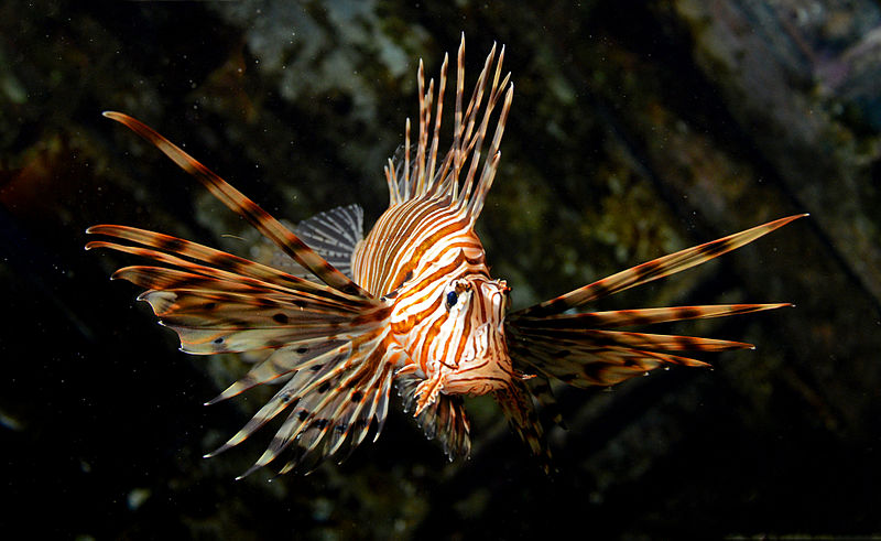 Real Monstrosities: Lionfish