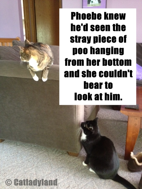 Catladyland: Cats are Funny: Dingleberry Distress