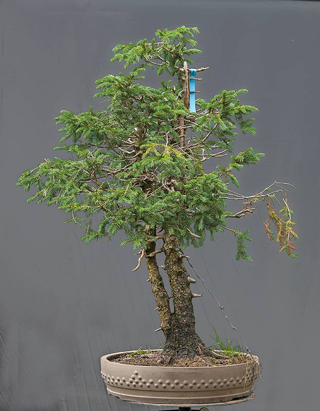 Walter Pall Bonsai Adventures: European spruce #45