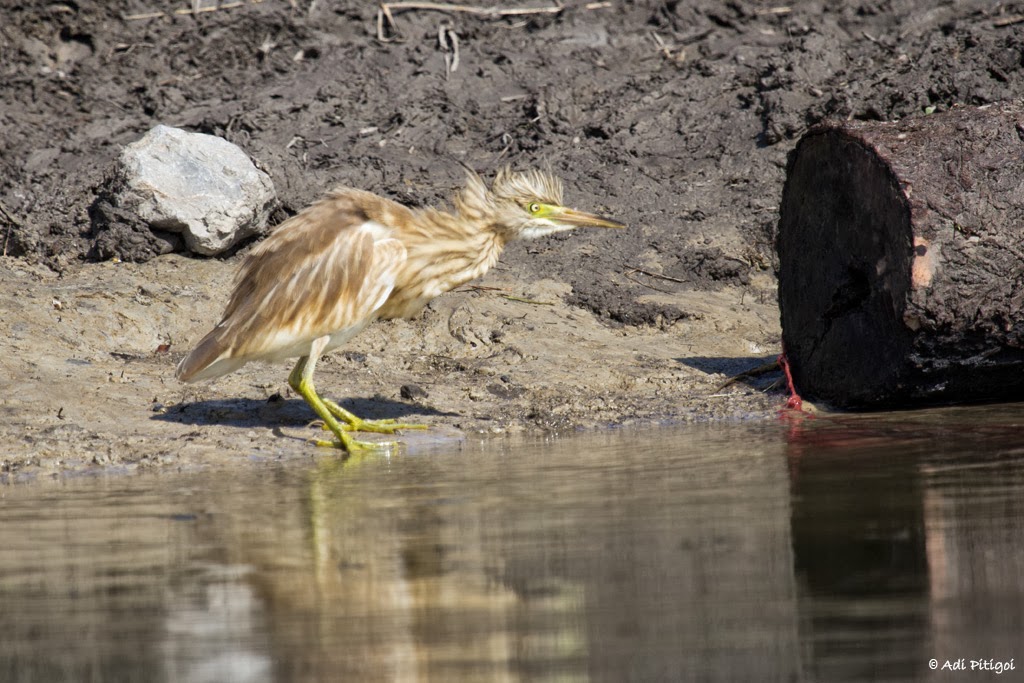 Delta Dunării, surprinsă din goana bărcii (14-17 septembrie 2013 ...